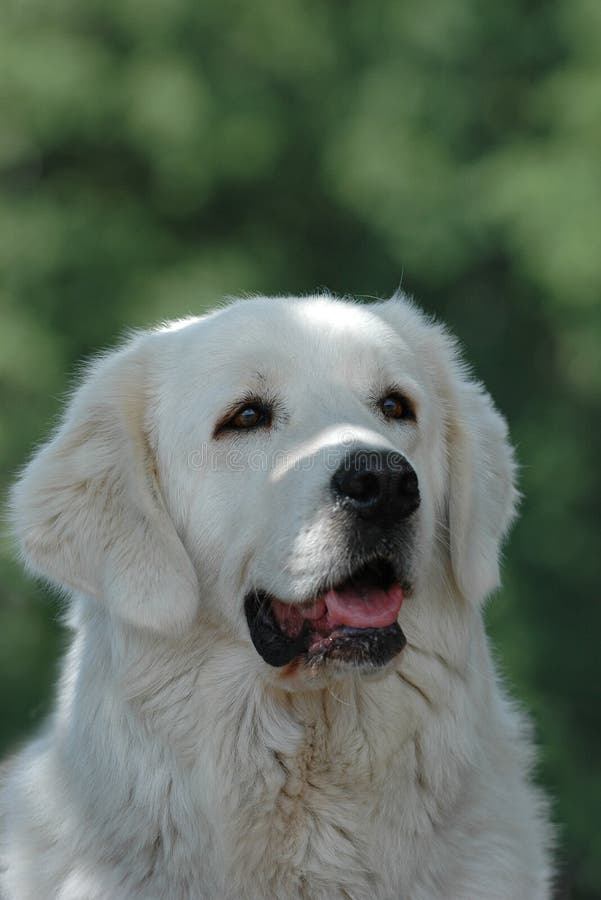 Tatra Sheepdog Portrait Picture. Image: 1365705