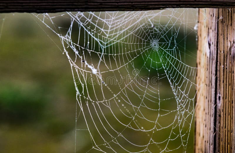 Tattered Dew Soaked Worn Out Spider Web Stock Photo - Image of mist ...