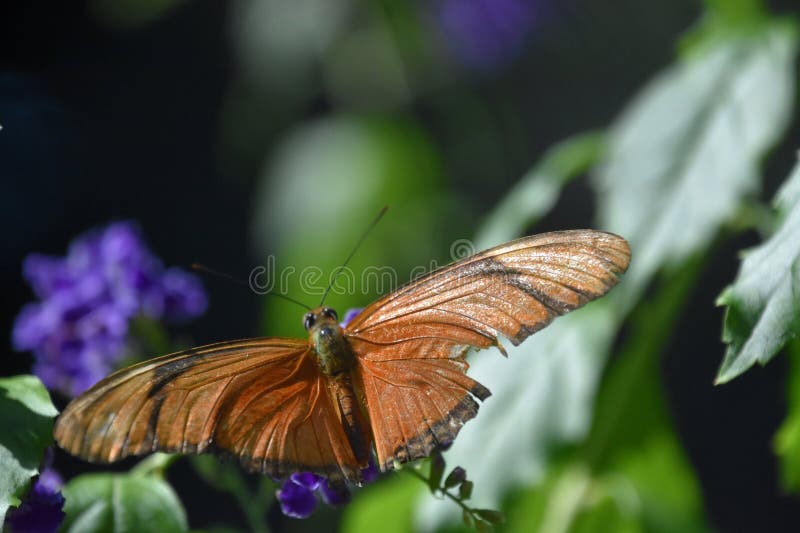 Tattered Wings on an Orange Flame Butterfly Stock Photo - Image of ...