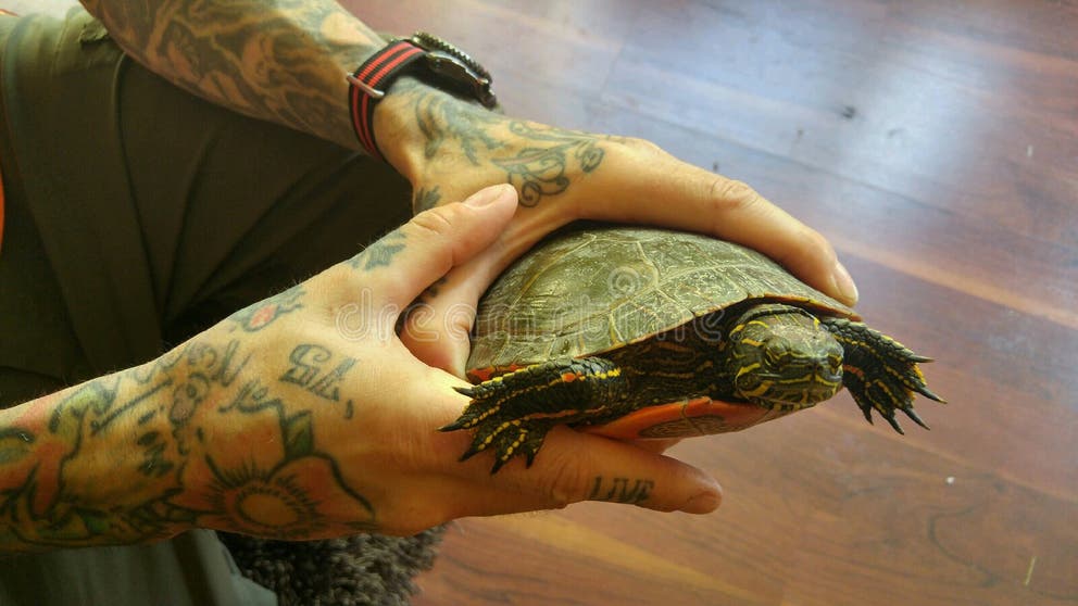 Tattooed Hands Holding Turtle Stock Photo - Image of turtle, tattoos ...