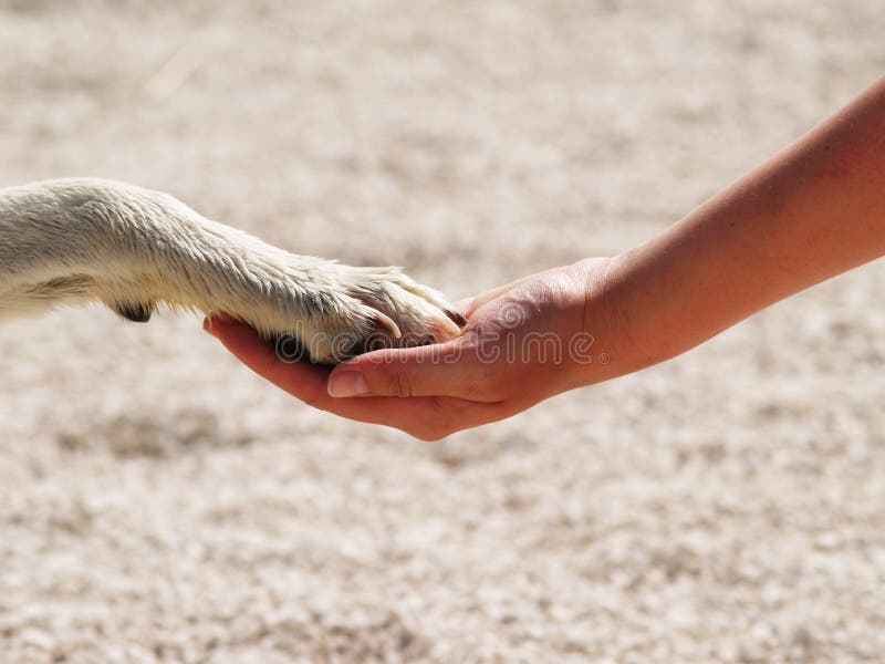 Pfote in Pfote (12) stockbild. Bild von tier, geben, freunde - 37908033