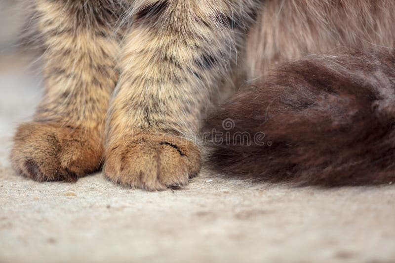 Tatzen Auf Der Katze Aus Den Grund Stockbild - Bild von dekorativ ...