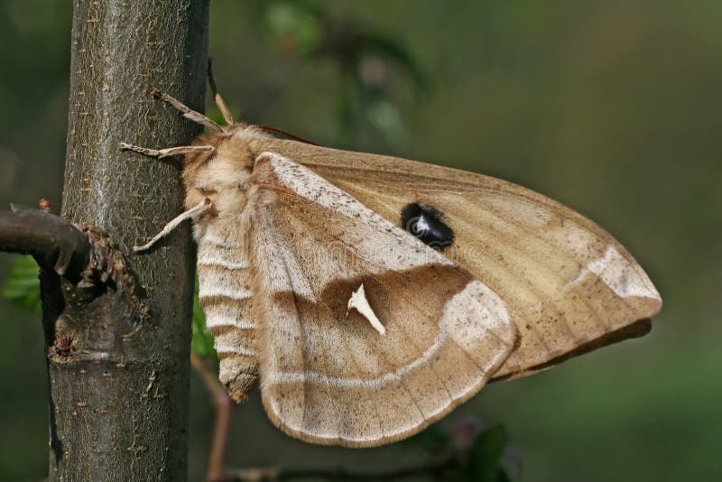 Tau emperor moth stock image. Image of resting, fluffy - 4107997