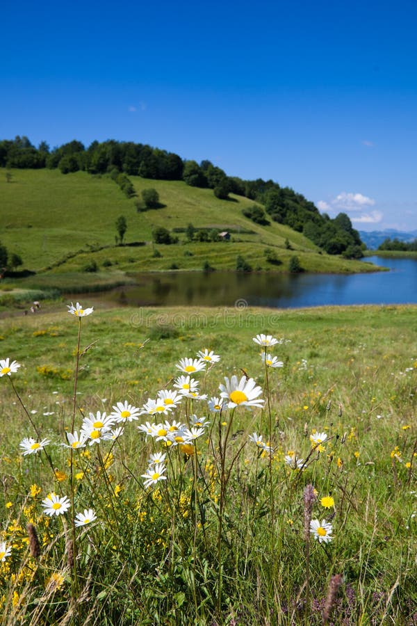 Tau-Mare See stockbild. Bild von teich, wasser, montana - 15221997