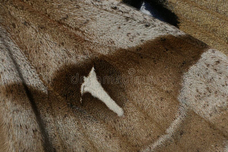 Tau symbol stock photo. Image of close, emperor, nature - 15606840