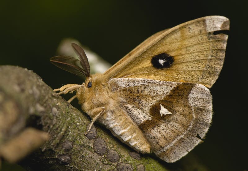 Bruine de Mot van de havik stock afbeelding. Image of vlinder - 970589