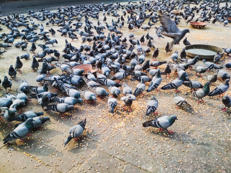Taube stockbild. Bild von wasser, tauben, frieden, tier - 117682825