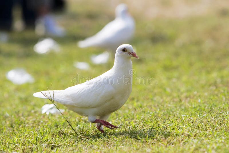 Zwei Tauben stockbild. Bild von tier, gelb, taube, paare - 5000127