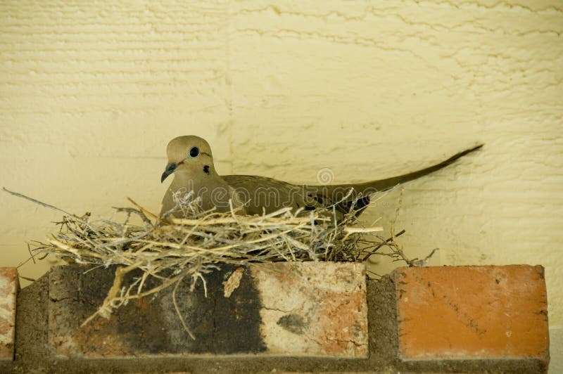 Taubenei im Nest stockfoto. Bild von tier, nest, warm - 42634296