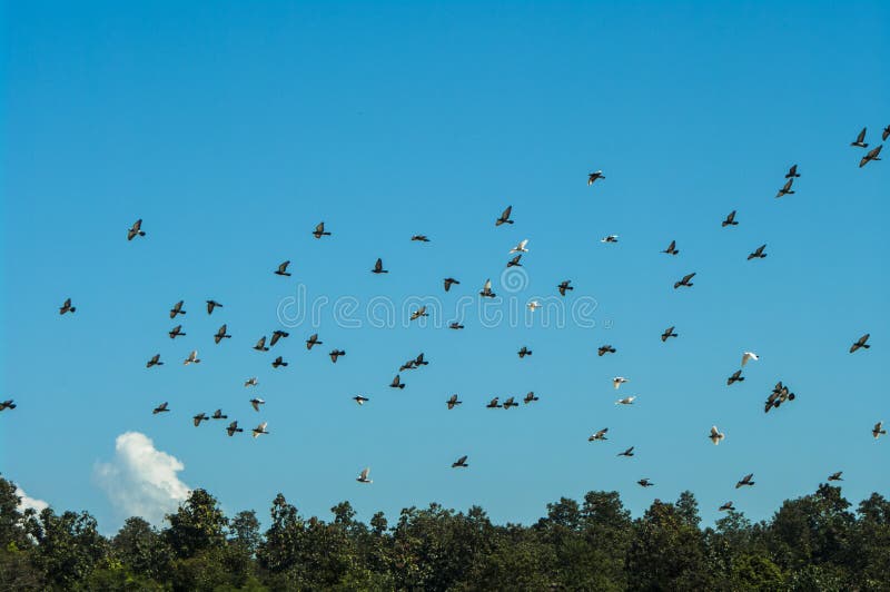 Taube Im Flug, Tauben Fliegen,/Tauben Fliegen in Den Himmel Stockbild ...
