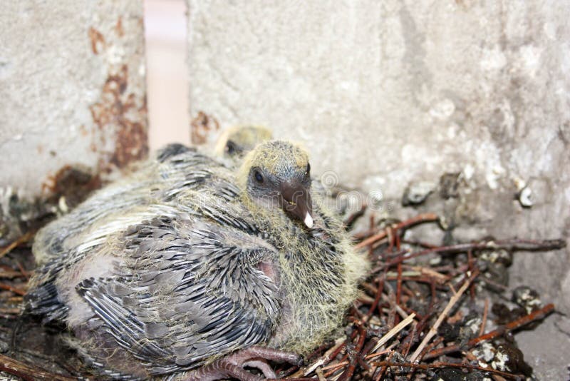 Babytaube Schlafen in Einem Nest Stockbild - Bild von familie, porträt ...