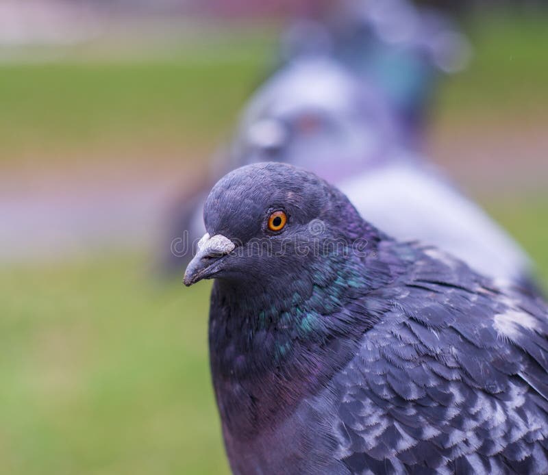 Tauben stockfoto. Bild von wildnis, grün, feder, einzeln - 34533374