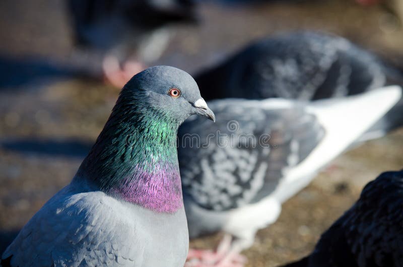 Tauben stockfoto. Bild von wild, bunt, fauna, ente, nahaufnahme - 82406642