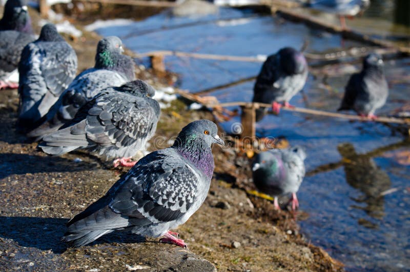 Tauben stockfoto. Bild von wild, bunt, fauna, ente, nahaufnahme - 82406642
