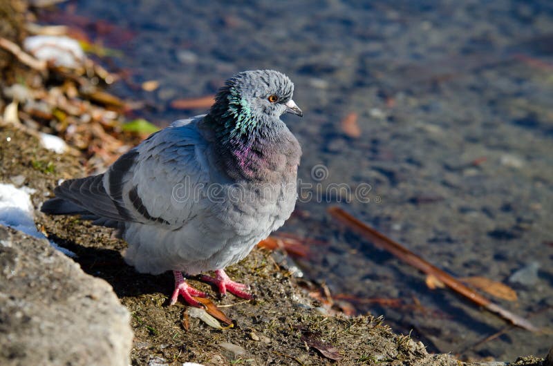 Tauben stockfoto. Bild von tauben, fauna, porträt, bunt - 82411860