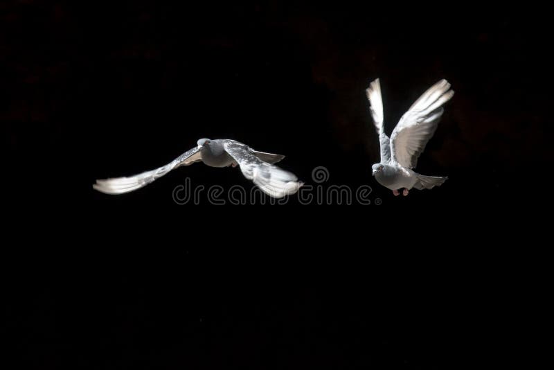 Tauben im Flug stockfoto. Bild von flug, platz, tiere - 77939360