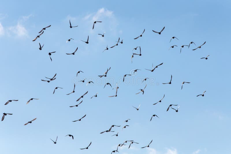 Tauben im Flug stockbild. Bild von über, flug, wildnis - 95055409