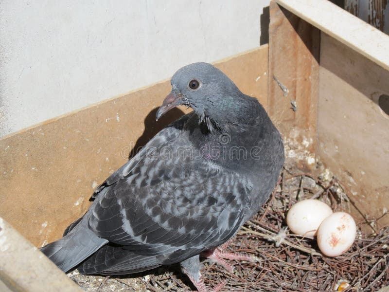 Taubenei im Nest stockfoto. Bild von tier, nest, warm - 42634296