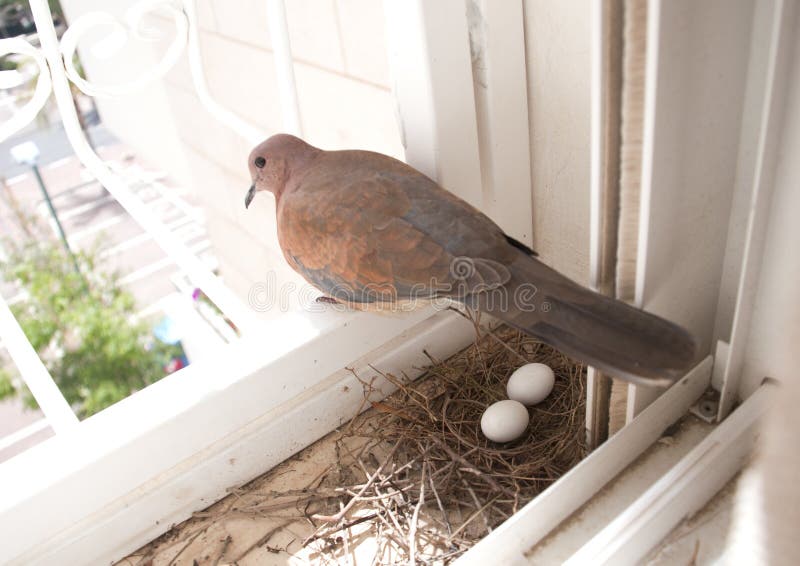 Taube Durch Ihren Nistkasten Stockfoto - Bild von grau, nest: 140388290