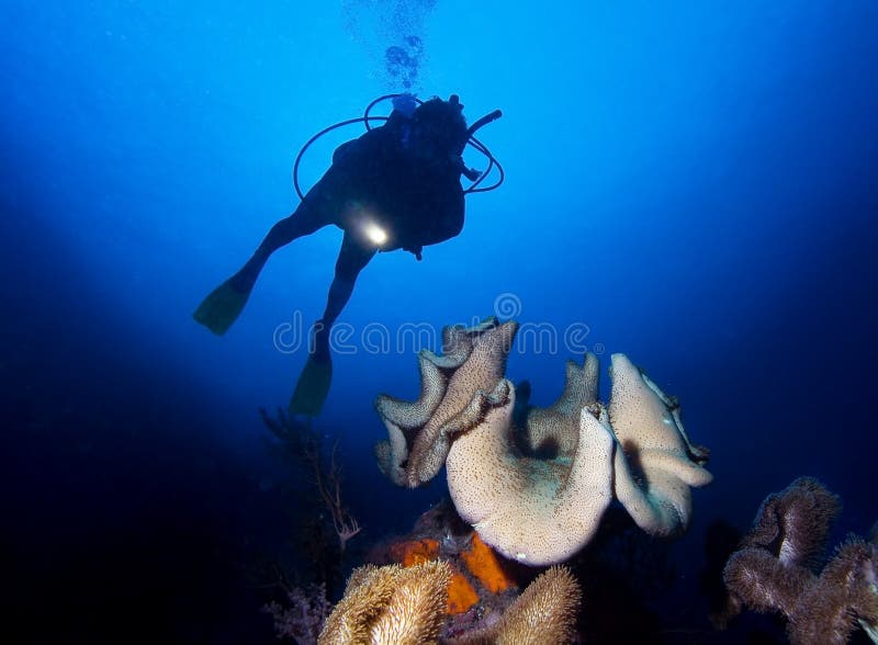 Taucher stockfoto. Bild von taucher, weich, tauchen, meer - 15670996