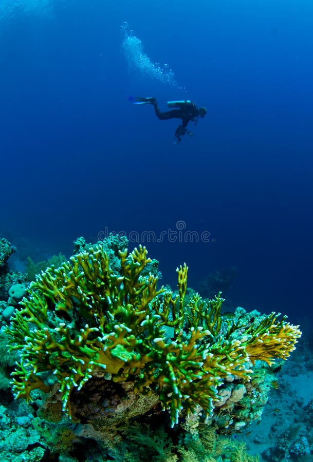 Taucher Mit Unterwasserkamera Stockfoto - Bild von tropisch, salzwasser ...