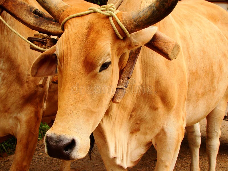 Taureau image stock. Image du bovin, nature, champs, zone - 16936695