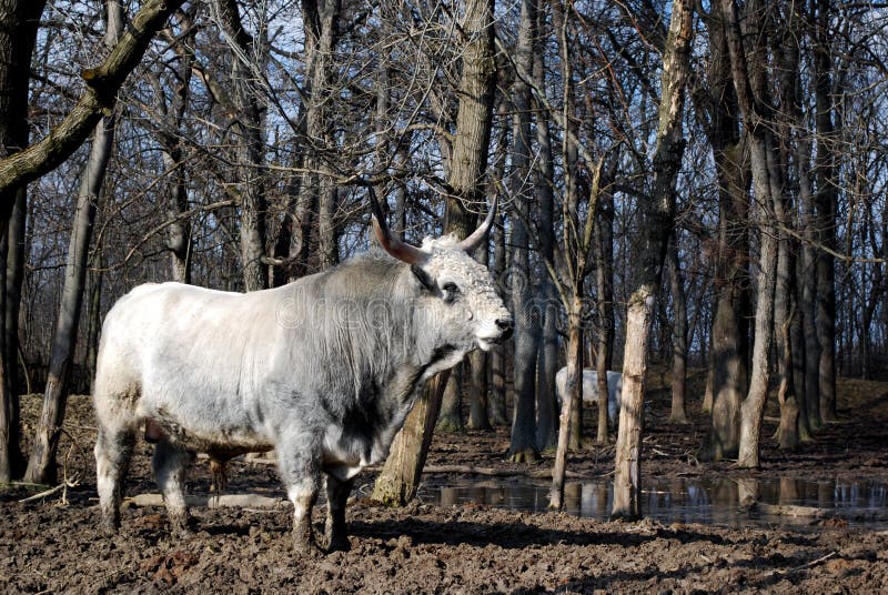 Taureau blanc image stock. Image du nature, buffle, horned - 4459949