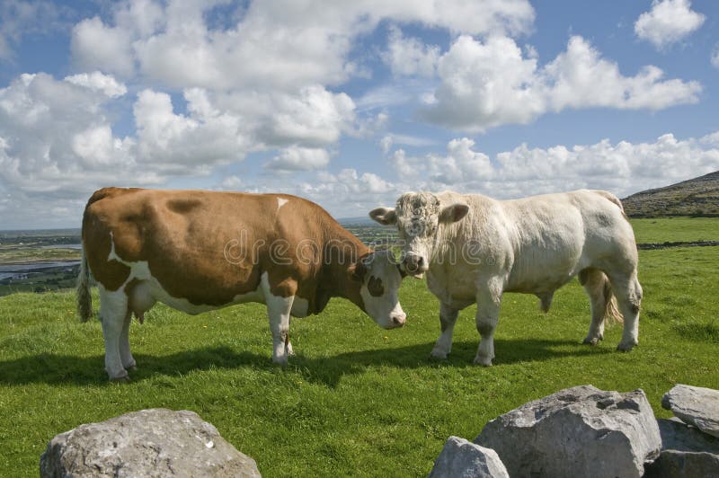 Taureau Blanc Et Vache Brune Photo stock - Image du herbe, domestique ...
