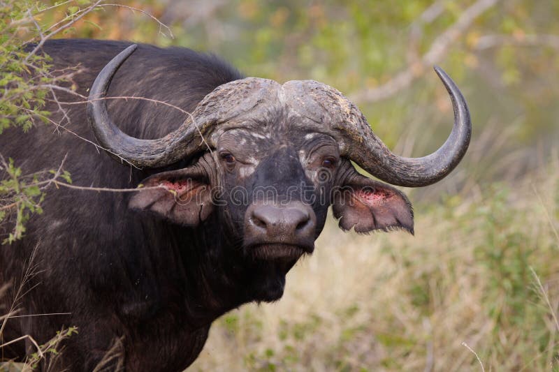 Taureau de Buffalo image stock. Image du croisement, stationnement ...