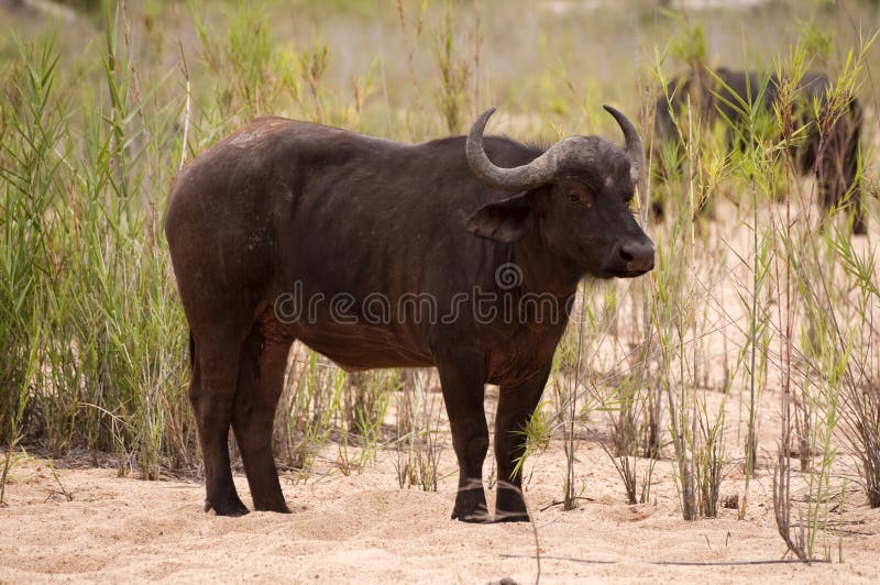 Taureau de buffle photo stock. Image du museau, klaxons - 7665518