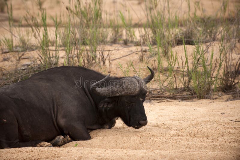 Taureau de buffle photo stock. Image du museau, klaxons - 7665518
