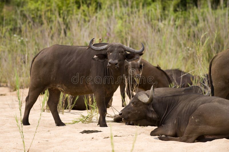 Taureau de buffle photo stock. Image du museau, klaxons - 7665518