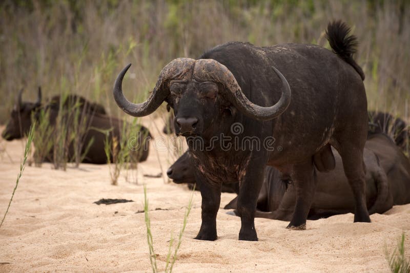 Taureau de buffle photo stock. Image du museau, klaxons - 7665518