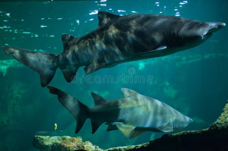 Taureau De Carcharias De Requin De Tigre De Sable Photo stock - Image ...
