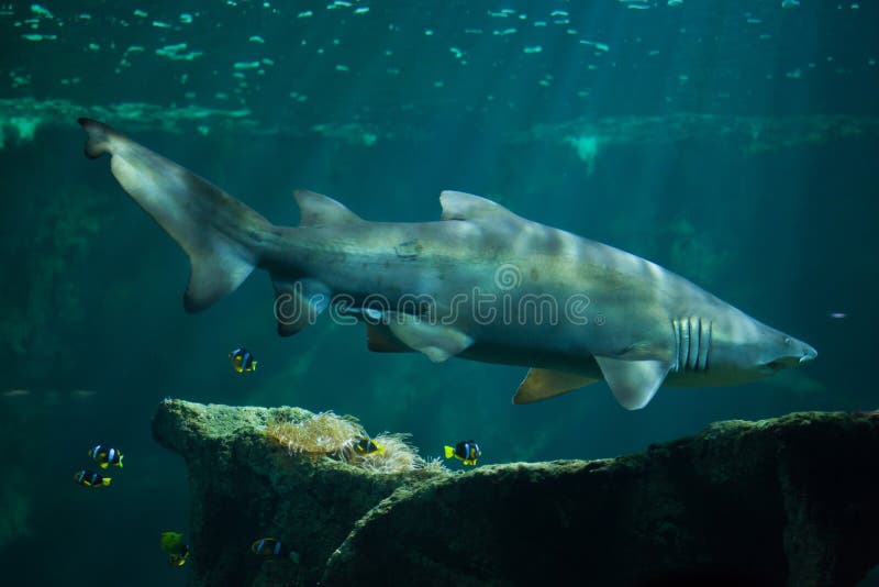Requins De Tigre De Sable (Taureau De Carcharias) Sous-marins Image ...