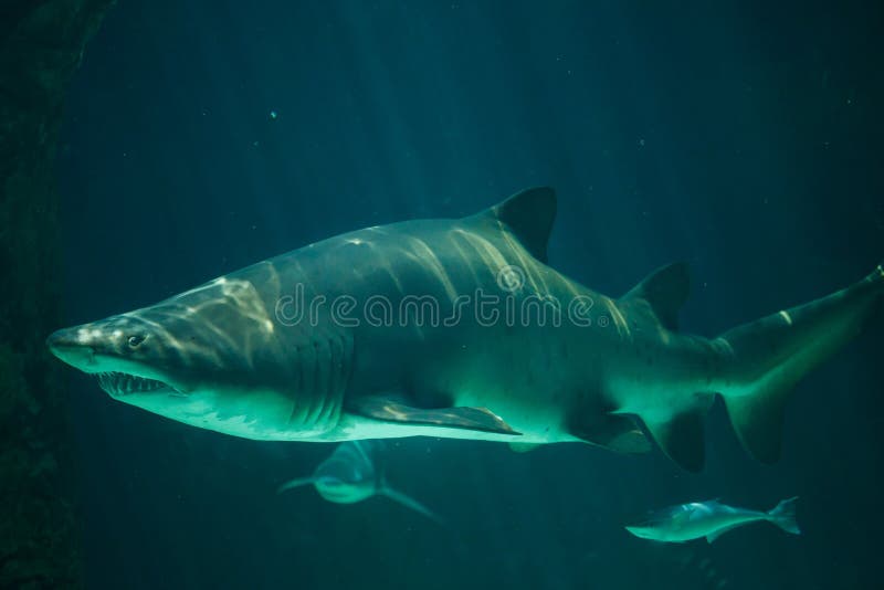 Taureau De Carcharias De Requin De Tigre De Sable Photo stock - Image ...