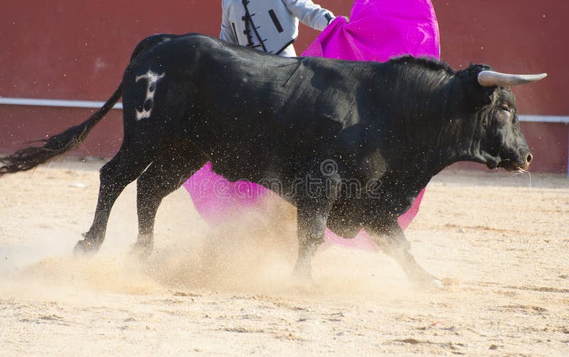 Taureau De Combat Dans La Campagne L'espagne Photo stock - Image du ...