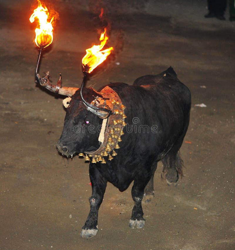 Taureau de combat espagnol photo stock. Image of féroce - 129940716