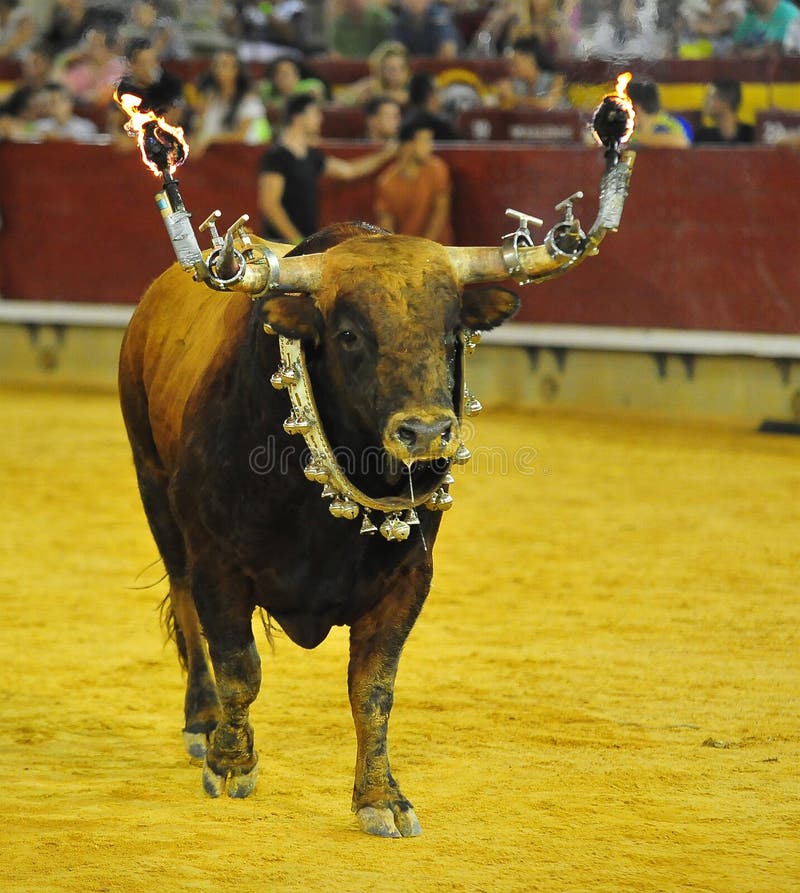 15,187 Taureau Espagnol Photos libres de droits et gratuites de Dreamstime