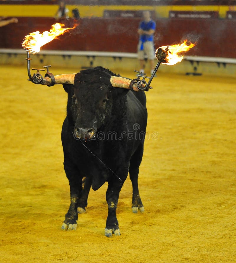 Taureau de combat espagnol photo stock. Image du fonctionnement - 129943594