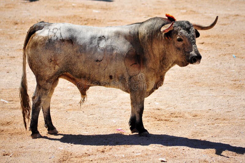 15,187 Taureau Espagnol Photos libres de droits et gratuites de Dreamstime