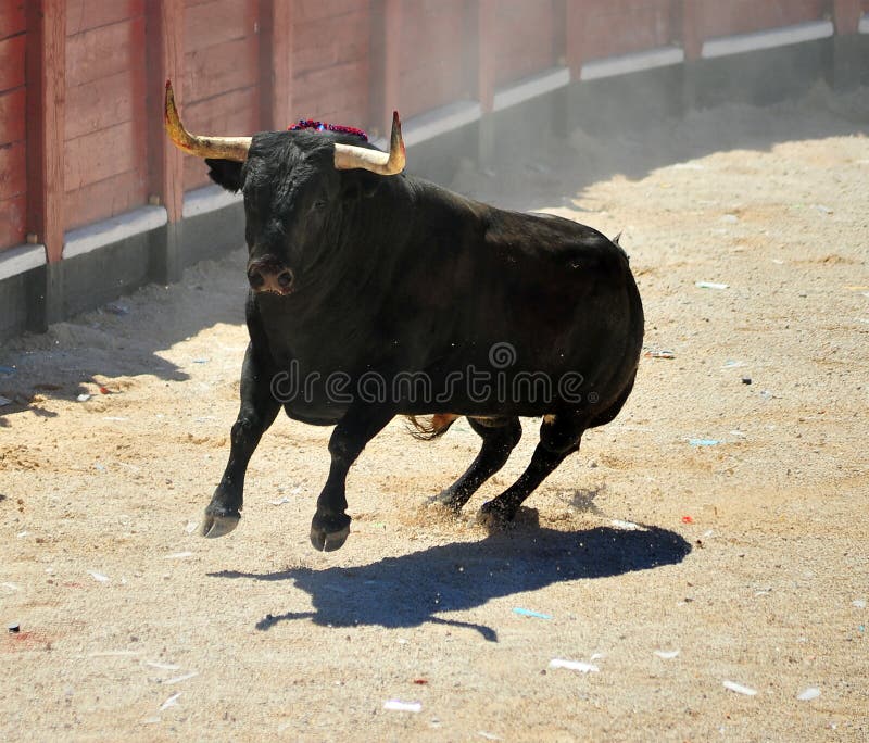 Taureau de combat espagnol photo stock. Image of féroce - 129940716