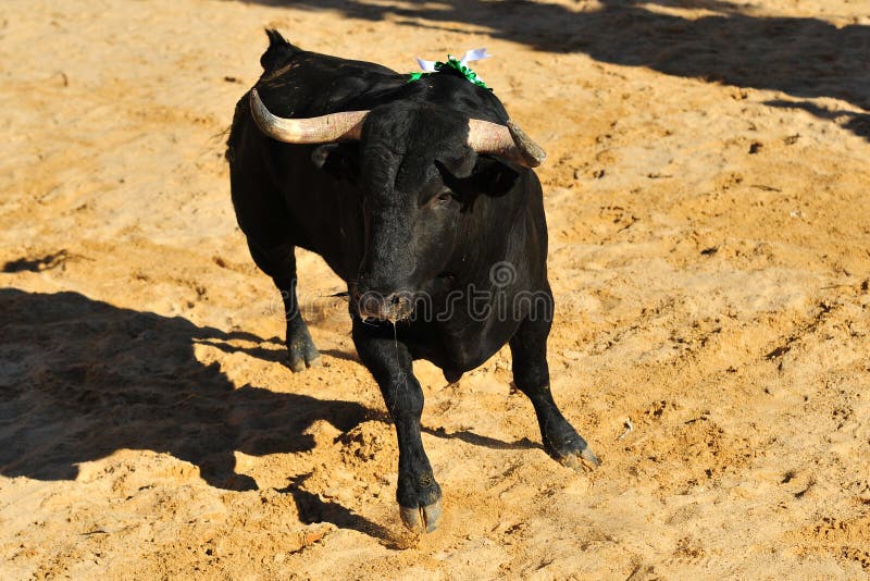 Taureau de combat espagnol photo stock. Image of féroce - 129940716