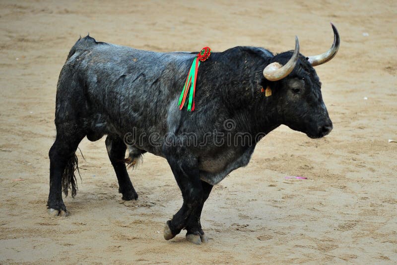 Taureaux De Combat Espagnol Avec De Grandes Cornes Sur L'Espagne Photo ...