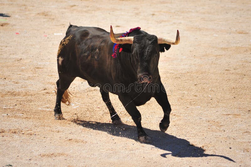 Taureaux De Combat Espagnol Avec De Grandes Cornes Sur L'Espagne Photo ...