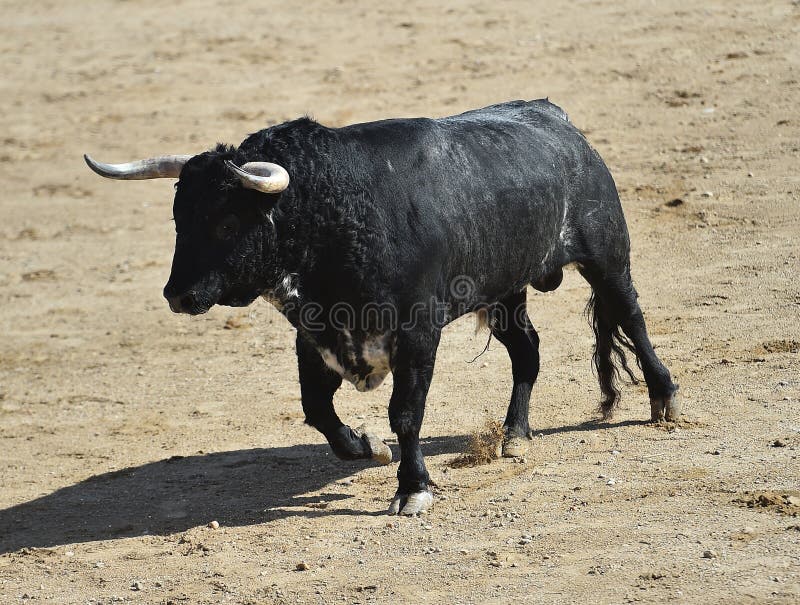 Taureau Espagnol Photos Stock - Téléchargez 12,444 Photos libres de droits