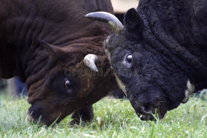 Troupeau de taureaux photo stock. Image of brun, danger - 7156636