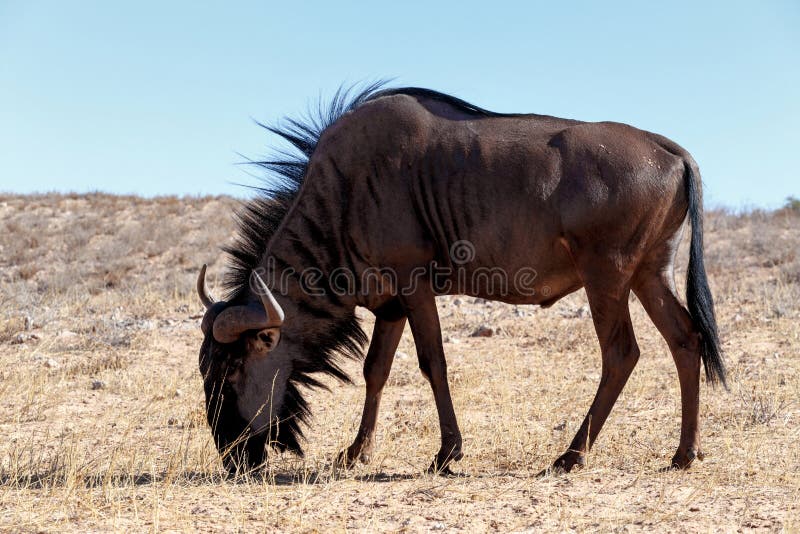 (Taurinus Do Connochaetes) Gnu Azul Selvagem Do Gnu Que Pasta Imagem de ...