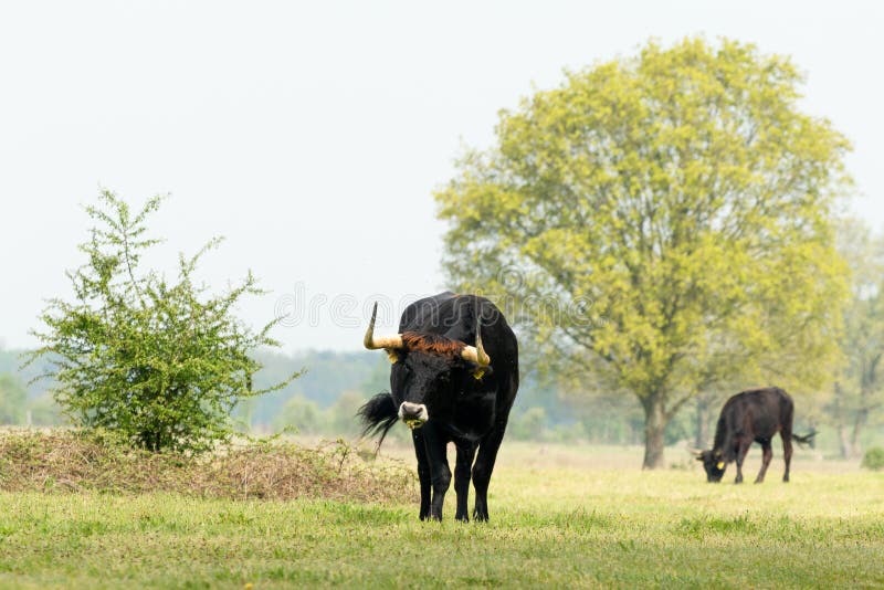 Taurus Bull Walks through the Maashorst Nature Reserve in Brabant Stock ...