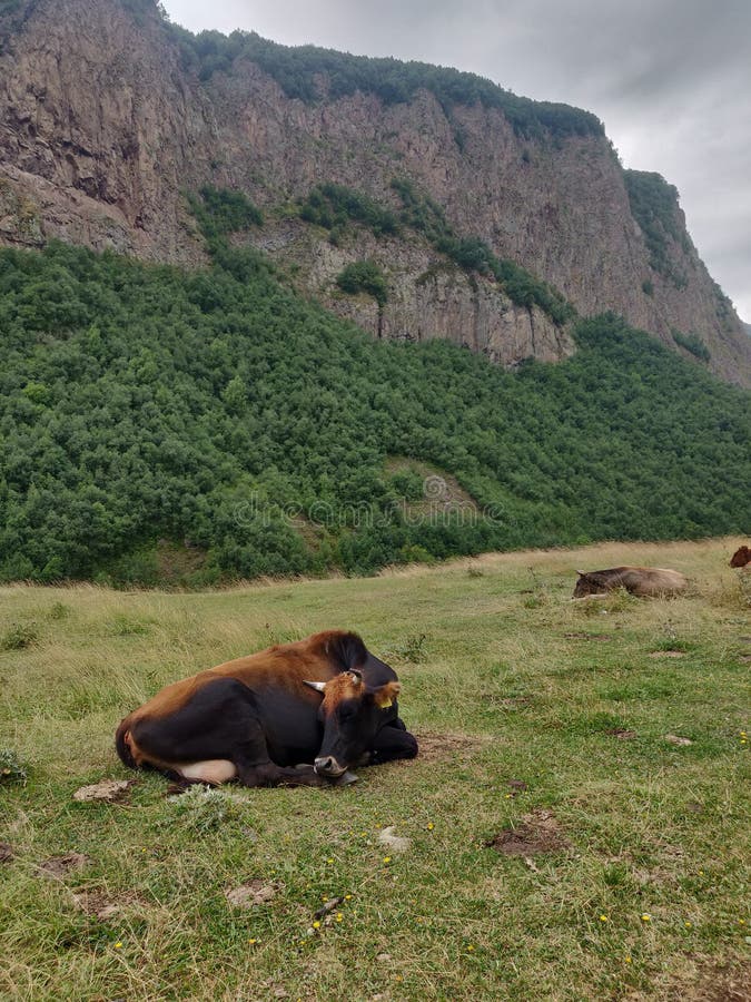 Taurus in the nature stock photo. Image of nature, taurus - 161693468